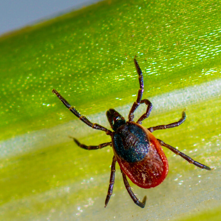 Backyard Gardener: Watch out for ticks! | News, Sports, Jobs - News and ...